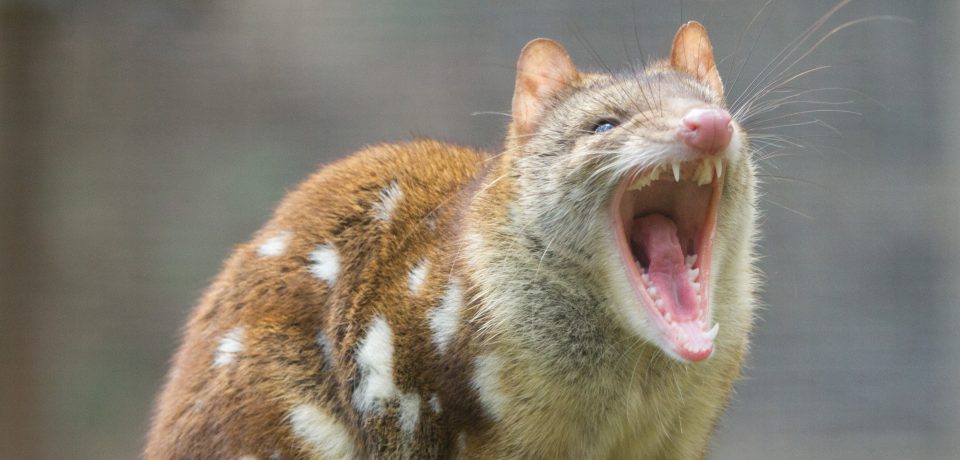 Female quolls' nurturing nature helps replenish endangered numbers | My ...