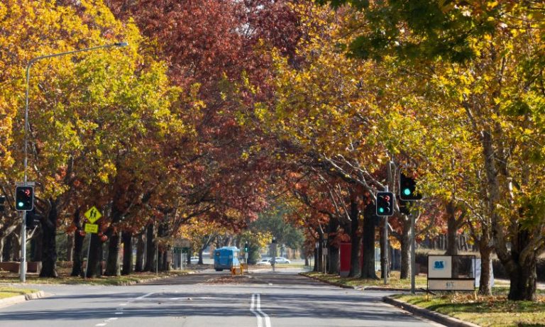 Reading Canberra's history through its tree leaves | My Gungahlin