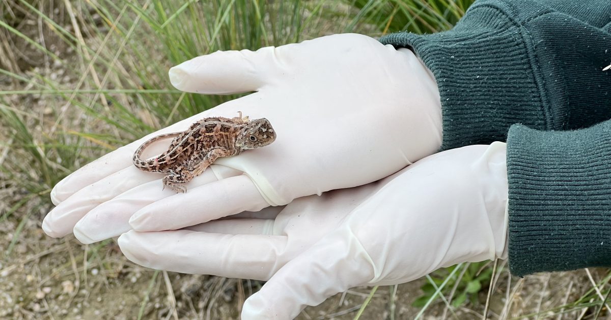 New Tidbinbilla enclosure becomes a 'house of the dragon' (well, the ...